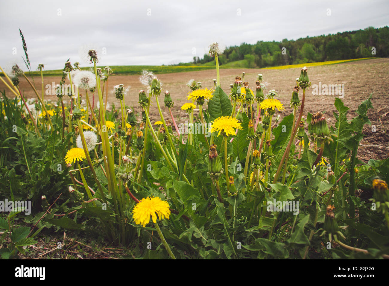 dandelion flower and field landscape scenic at spring Stock Photo - Alamy