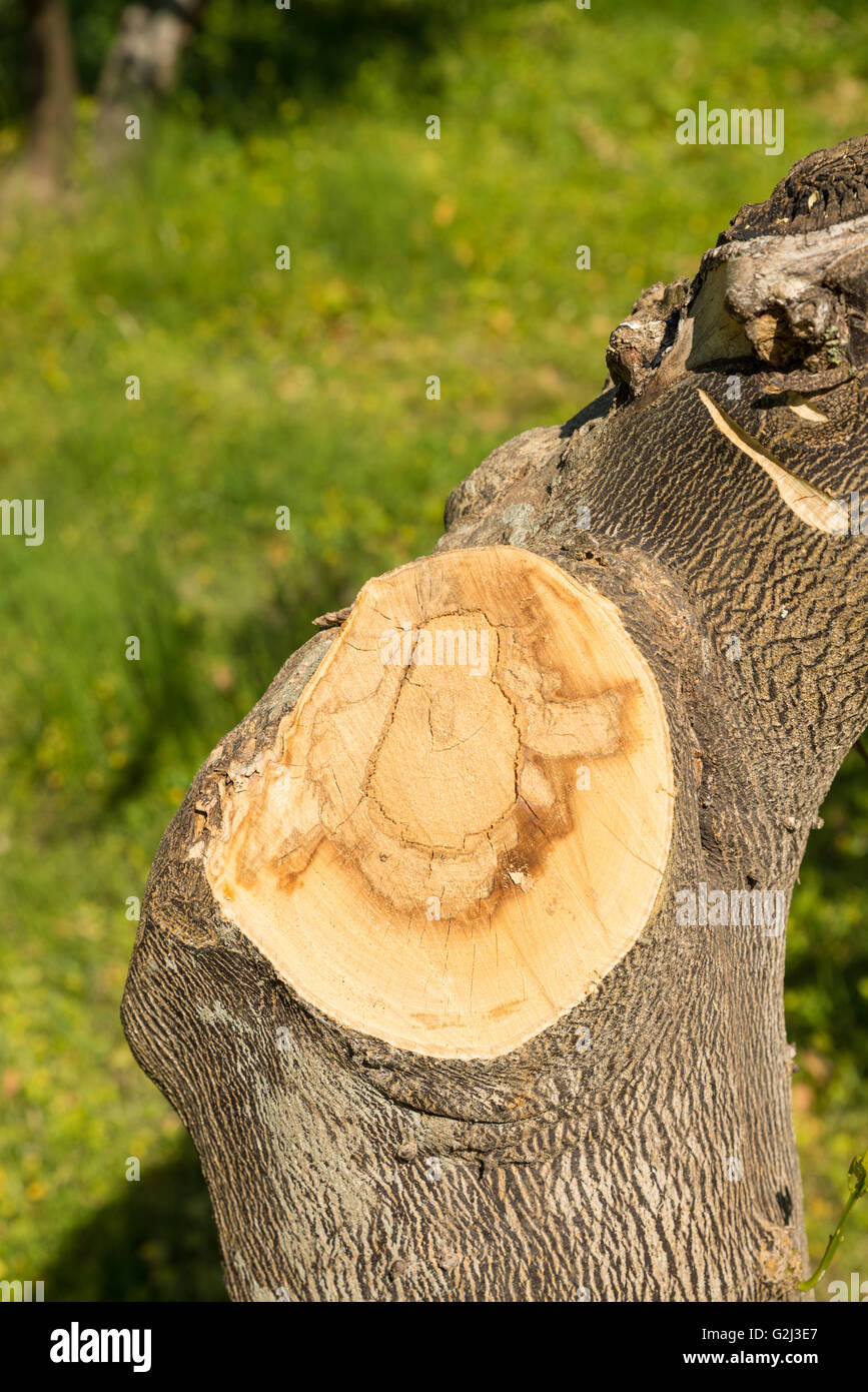 Freshly pruned citrus tree trunk Stock Photo - Alamy