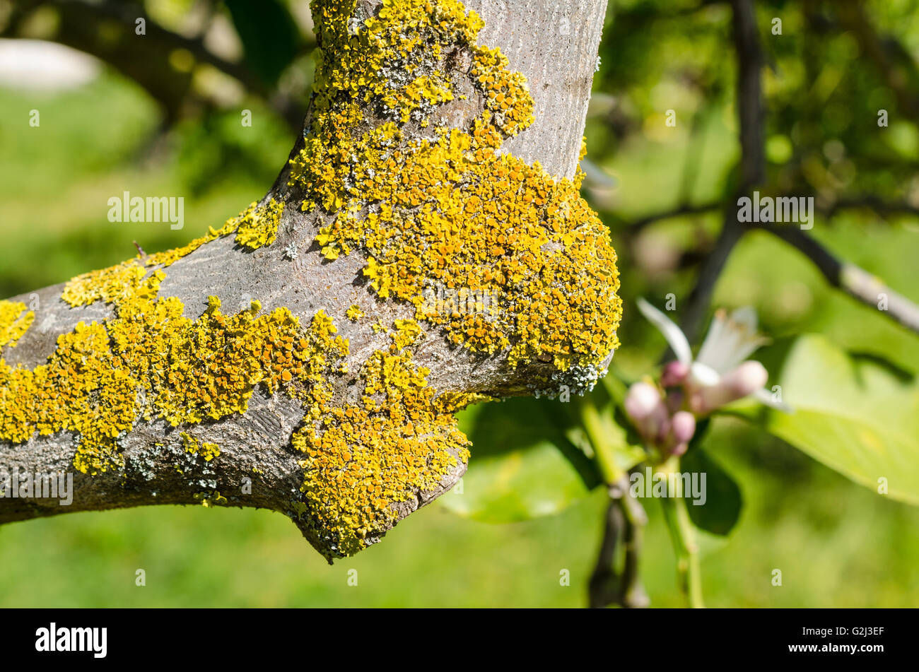Lemon Tree Disease High Resolution Stock Photography and Images - Alamy