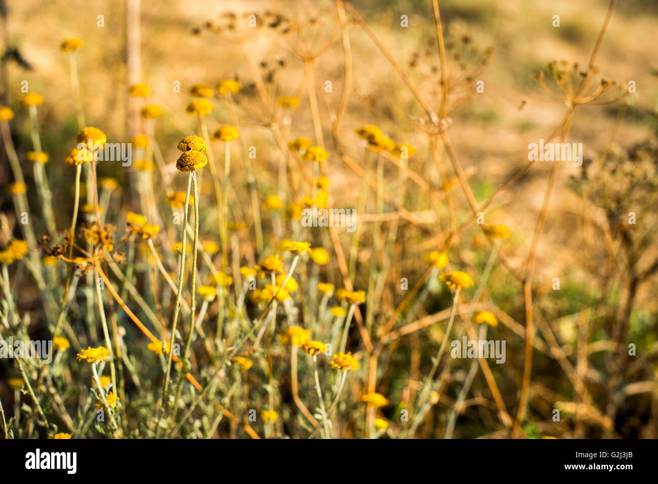 Dried Wildflowers in Field Stock Photo - Alamy