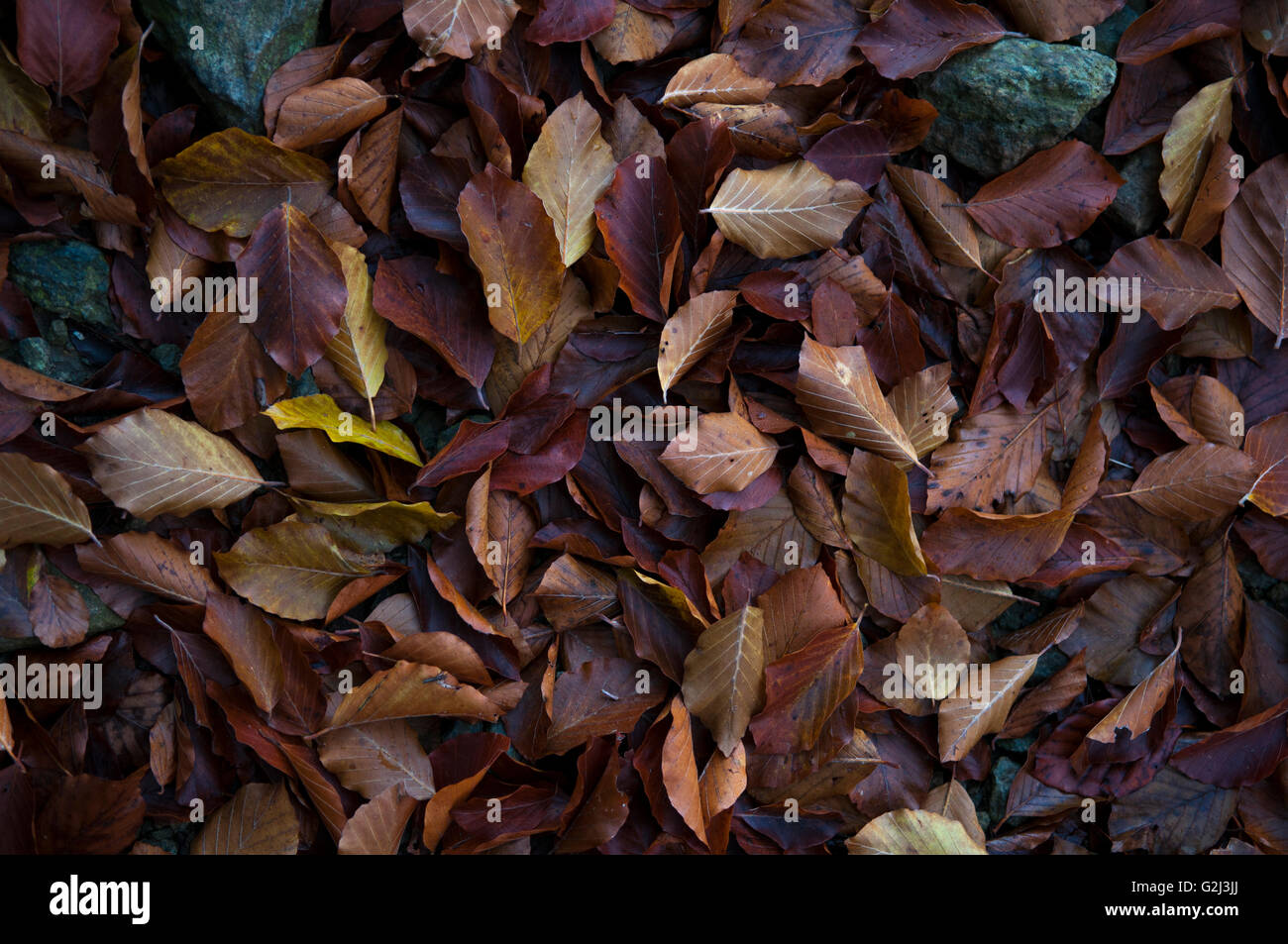 Fallen Autumn Leaves Stock Photo - Alamy