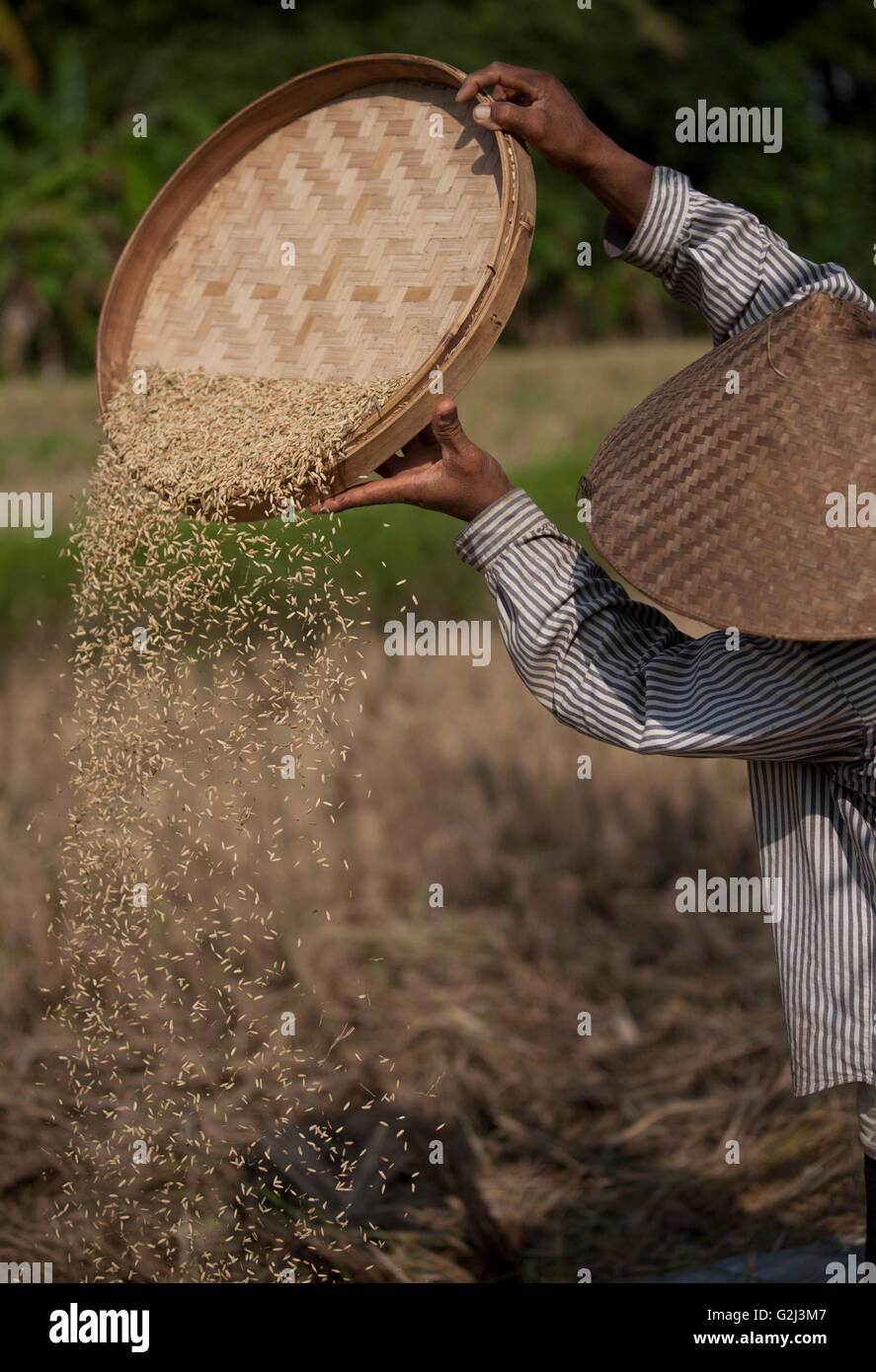 Man Sorting Rice During Harvest, Bali, Indonesia Stock Photo - Alamy