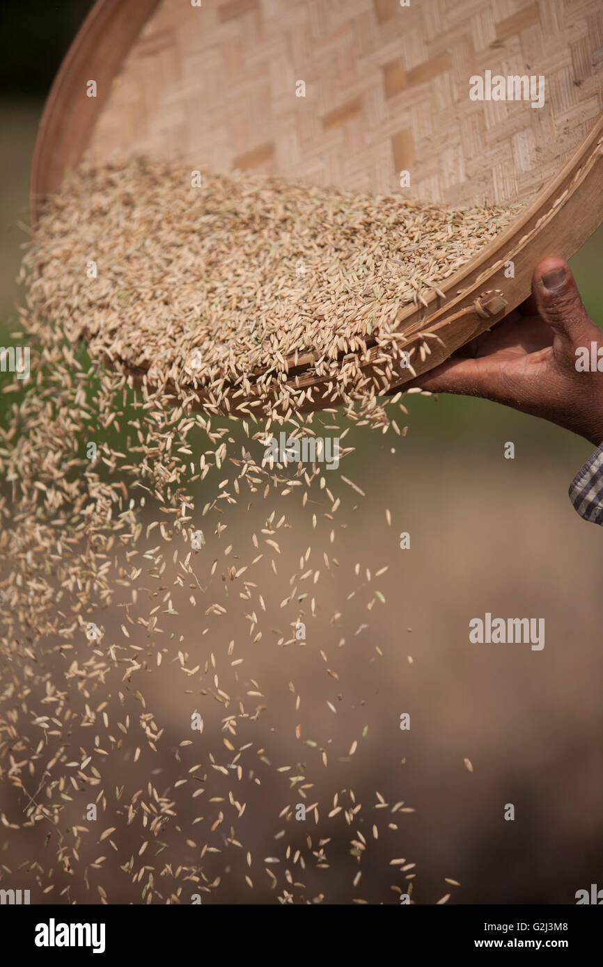 Man hand rice harvest rice hi-res stock photography and images - Alamy