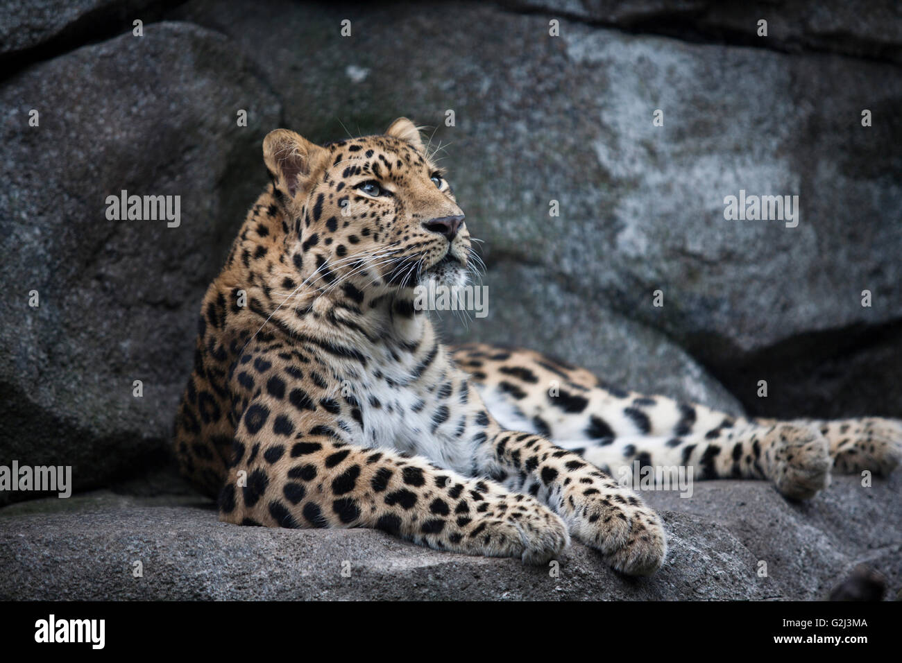 Puma rock hi-res stock photography and images - Alamy