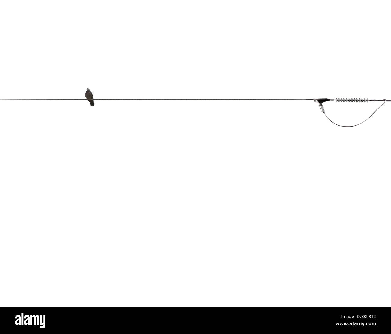 Bird on Wire Stock Photo - Alamy