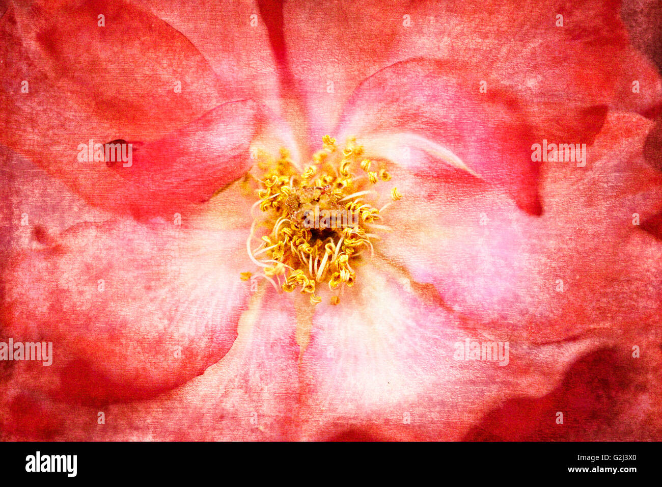 Flower overlay hi-res stock photography and images - Alamy
