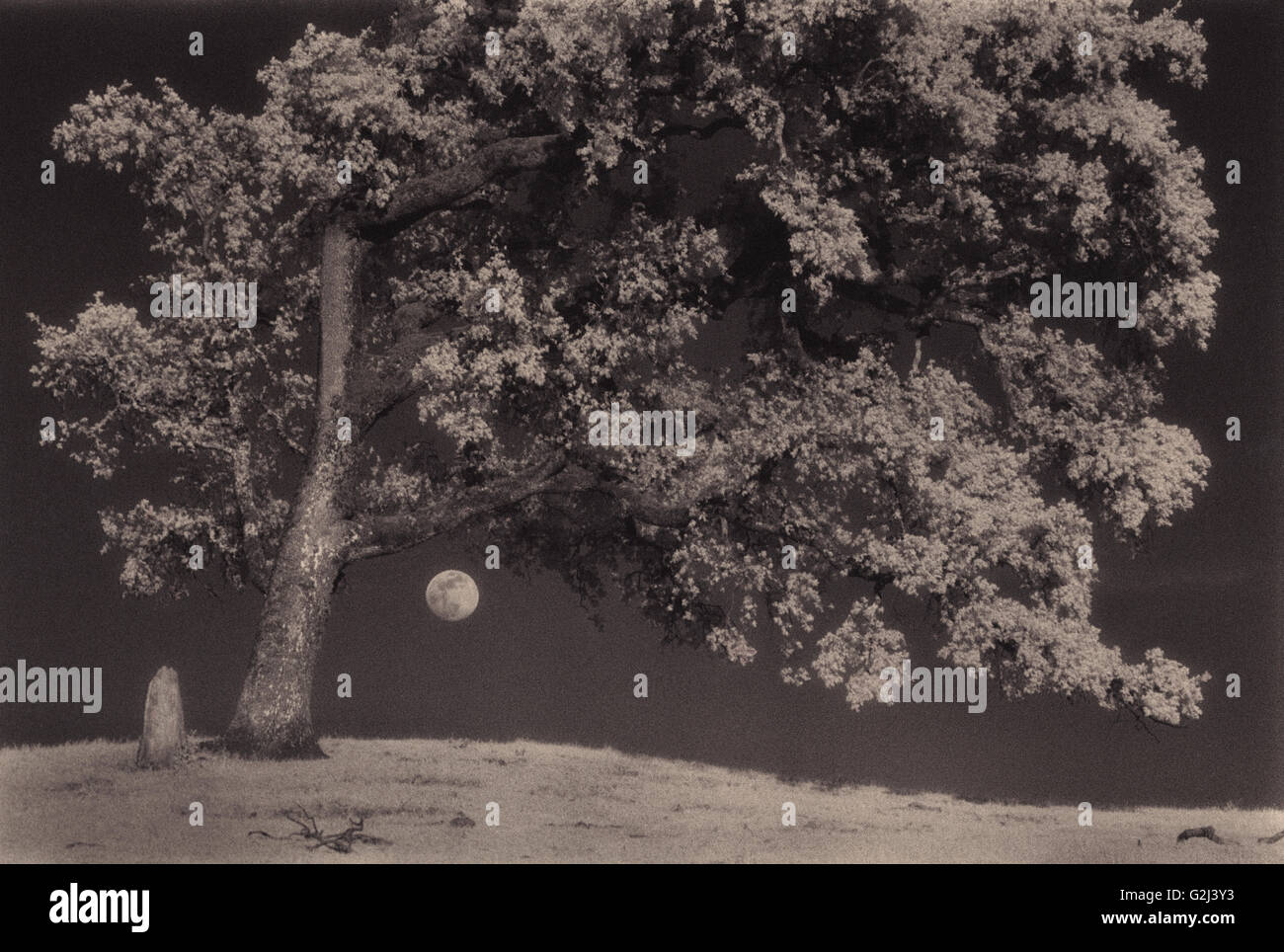 Tree and Moon Stock Photo - Alamy