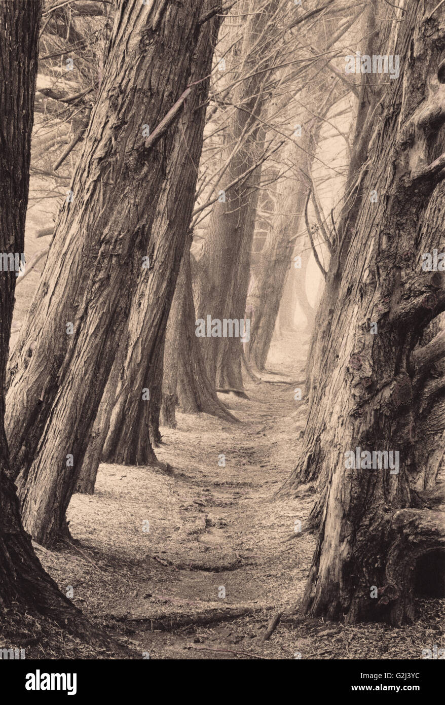 Path Between Two Rows of Large Trees Stock Photo - Alamy