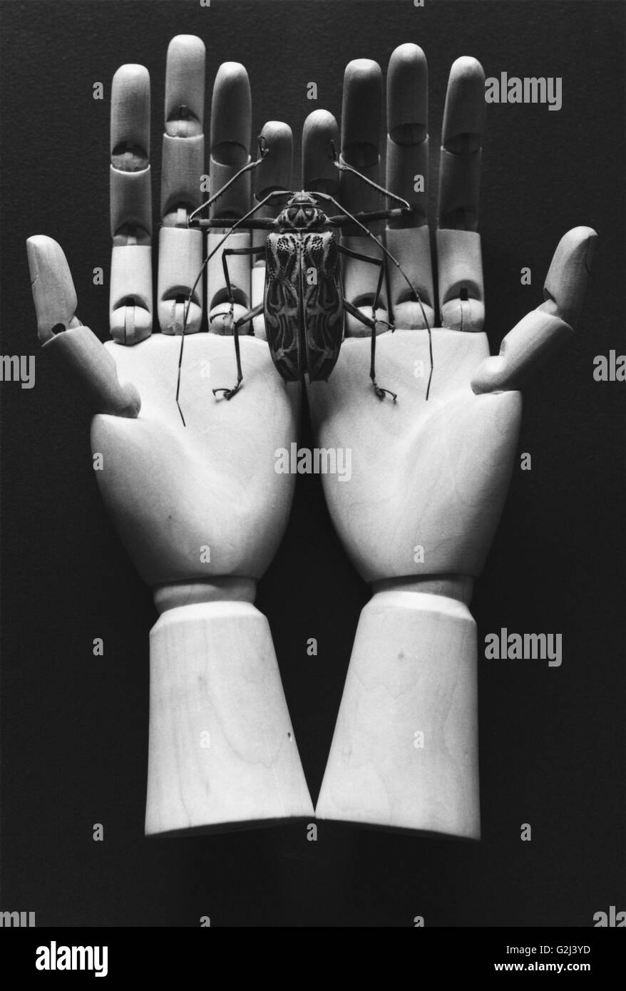 Still Life Hands and Bug Stock Photo - Alamy