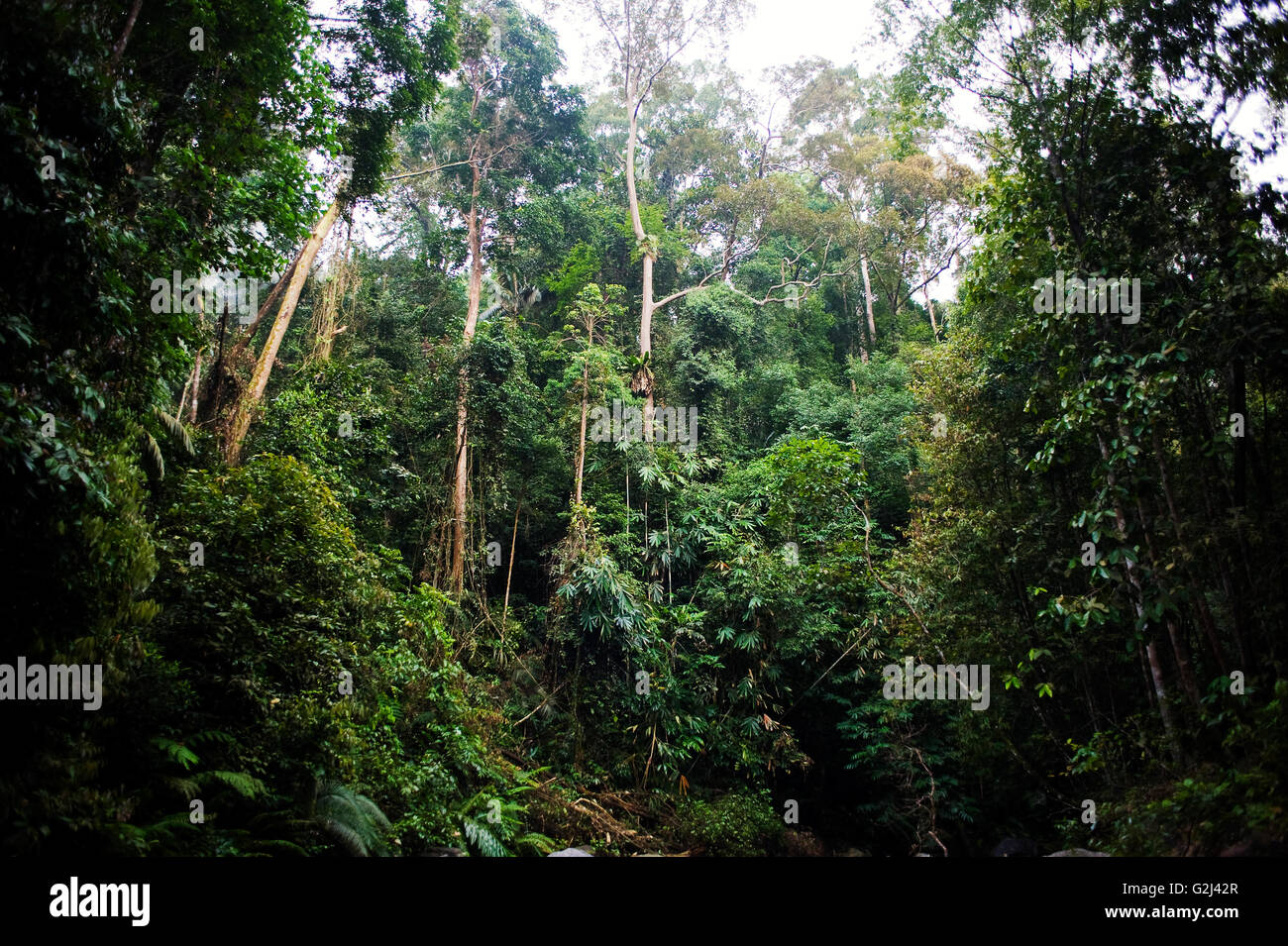 Into the nature Stock Photo - Alamy