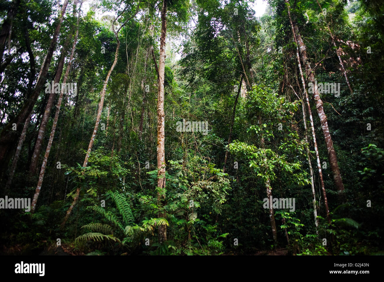 Into the nature Stock Photo - Alamy