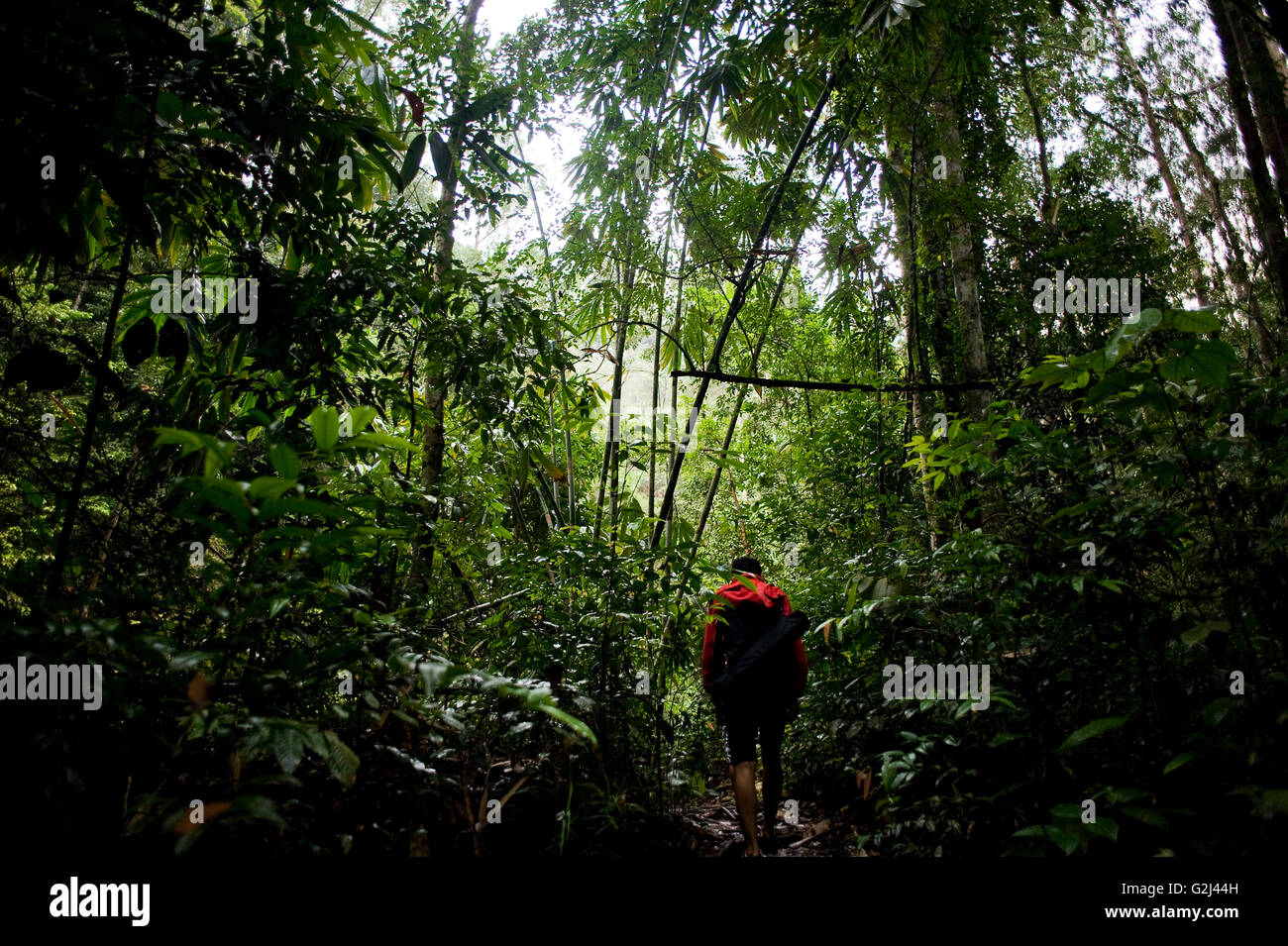 Into the nature Stock Photo - Alamy