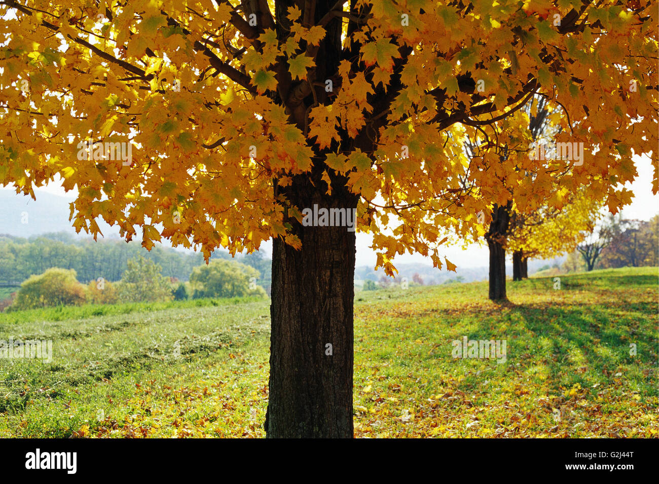 Yellow Tree Single Stock Photo - Alamy