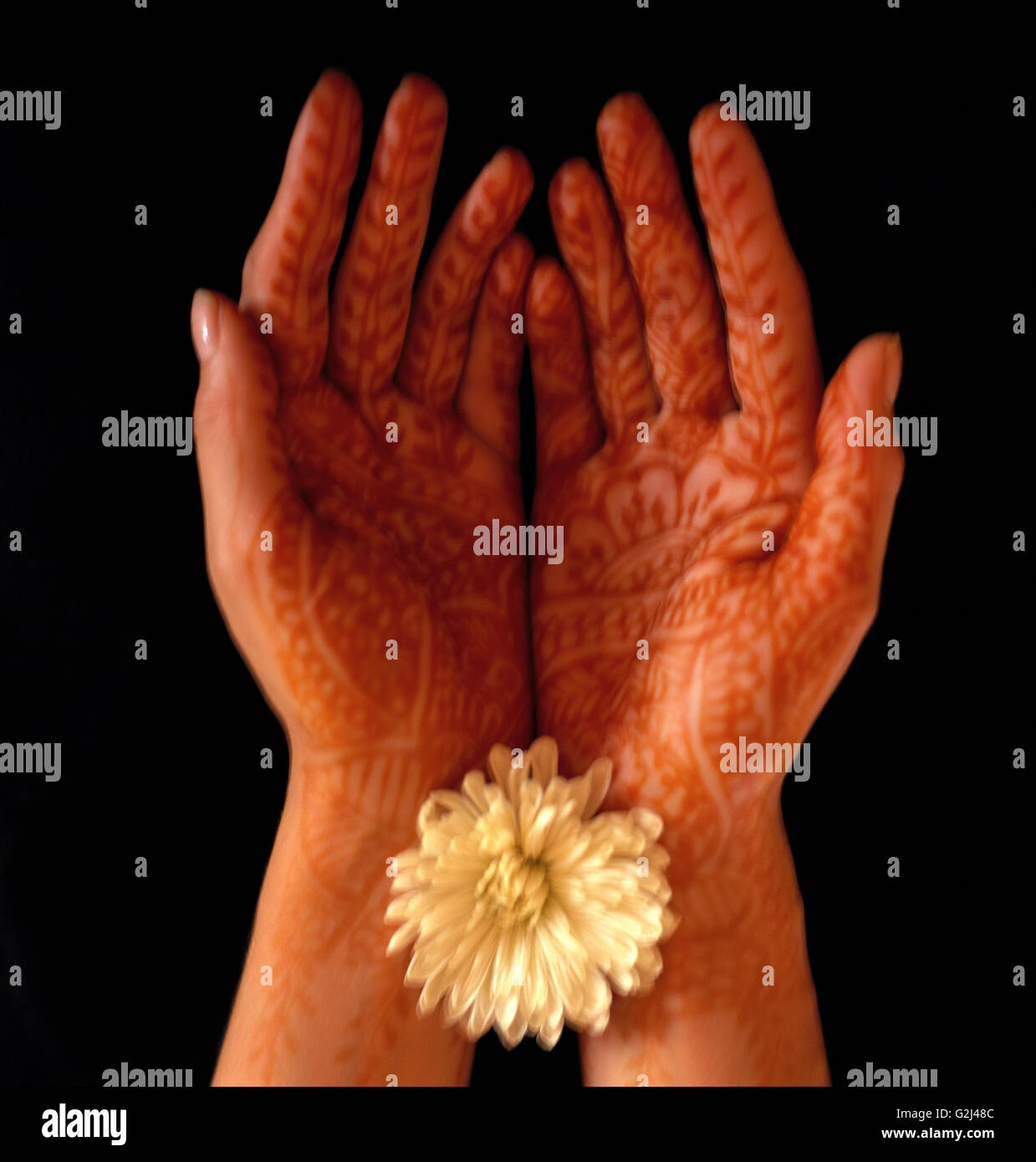 Hands and Flower Stock Photo - Alamy