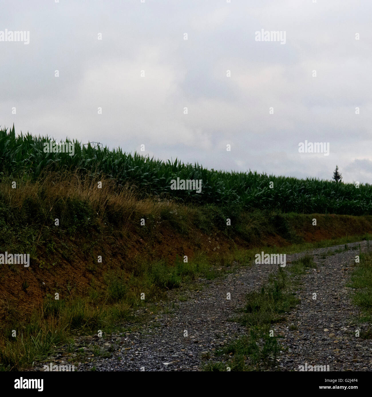 Corn france hi-res stock photography and images - Alamy