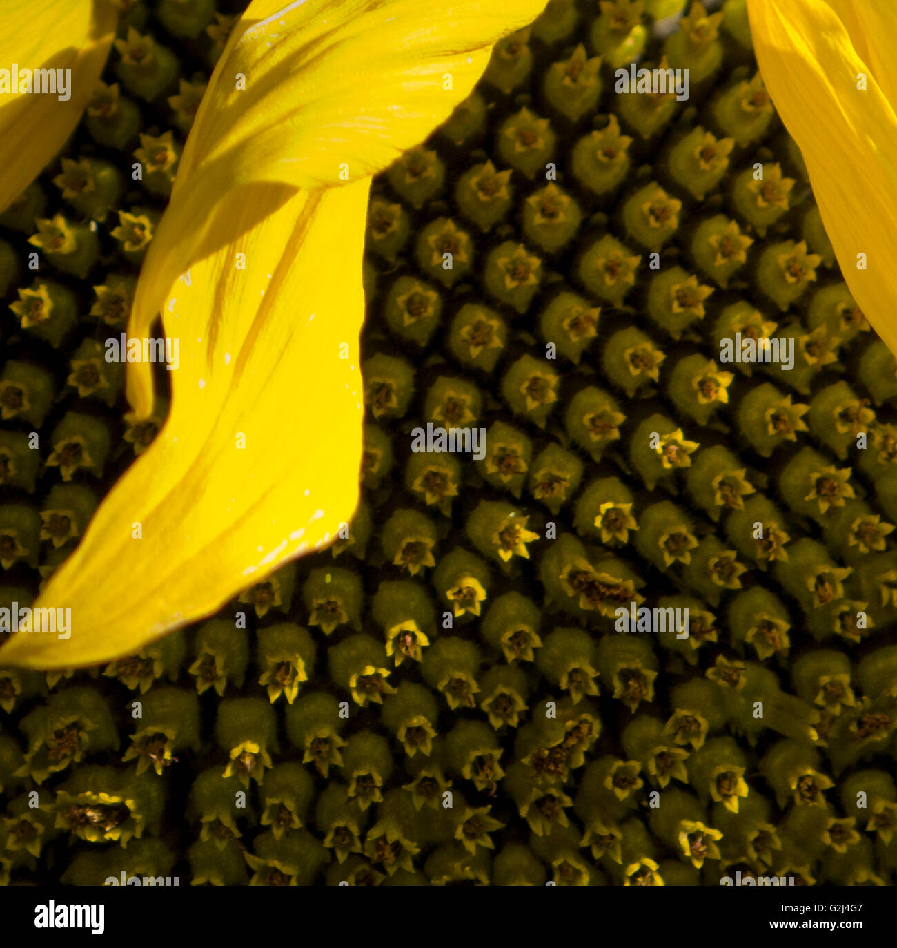 Detail of sunflower hi-res stock photography and images - Alamy