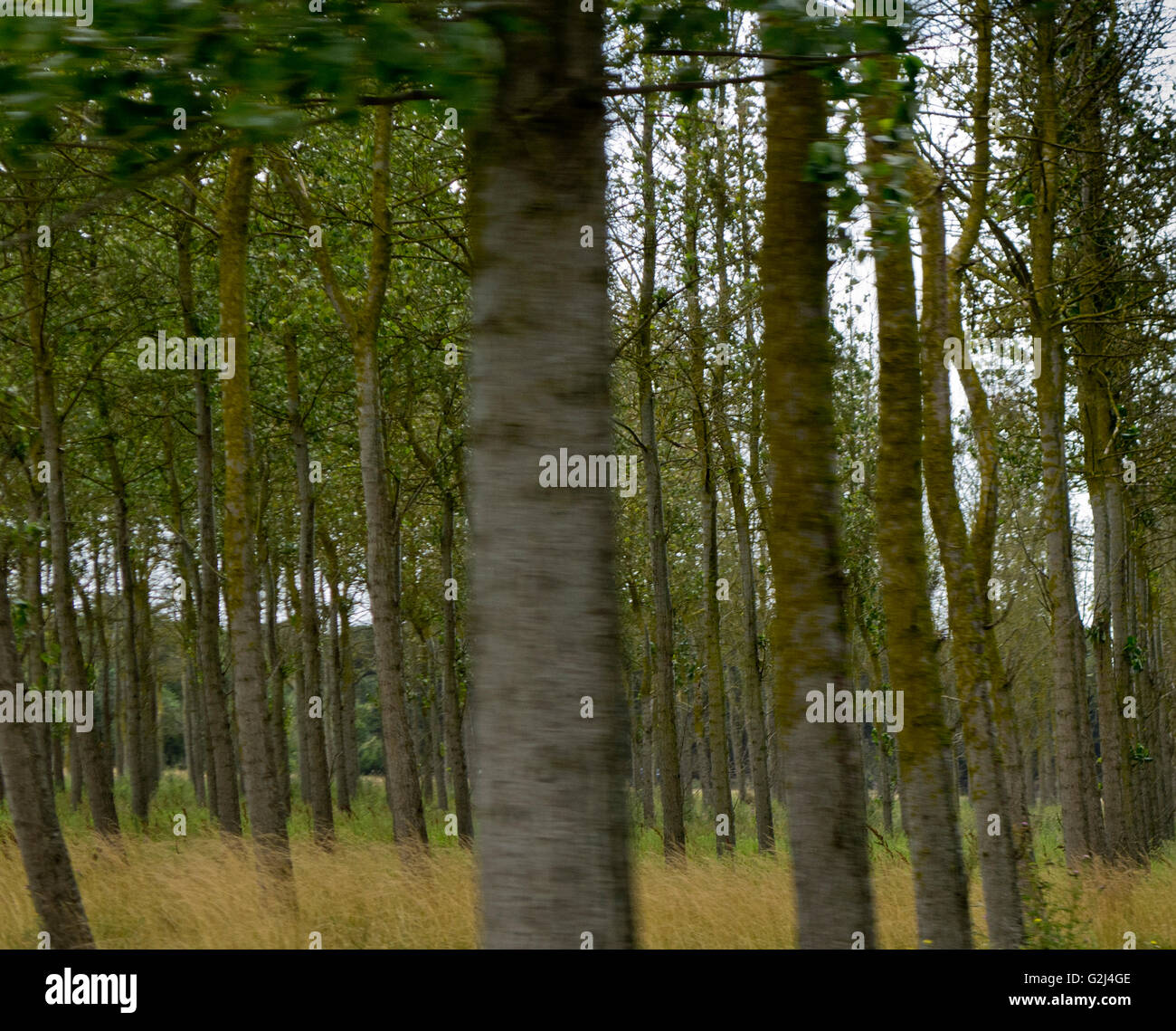 Crowded trunks hi-res stock photography and images - Alamy
