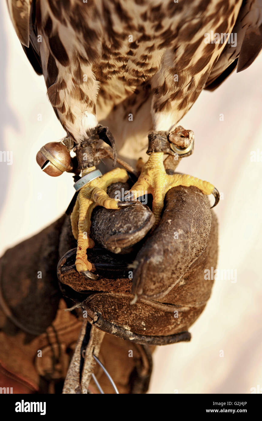 Falcon Trainer with Glove Holding Falcon, Close-Up of Talons Stock ...