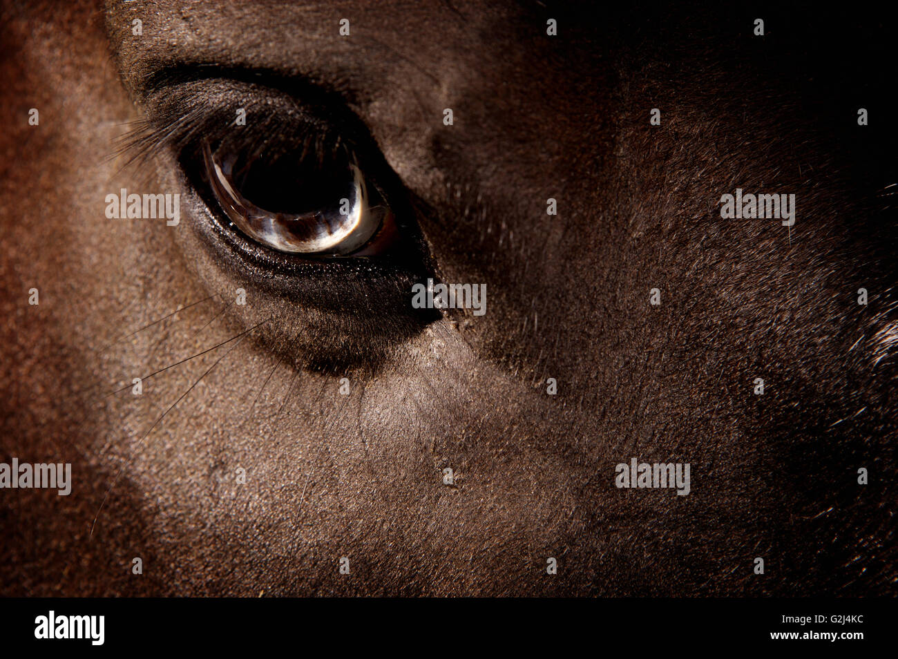 Horse eye close up hi-res stock photography and images - Alamy