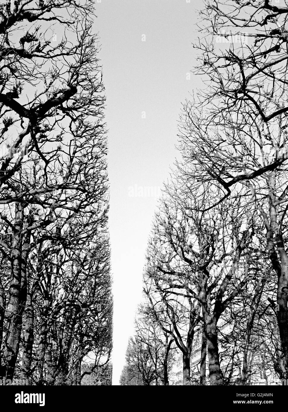 Two Rows of Trees with Sculpted Branches in Park, Low Angle View, Paris ...