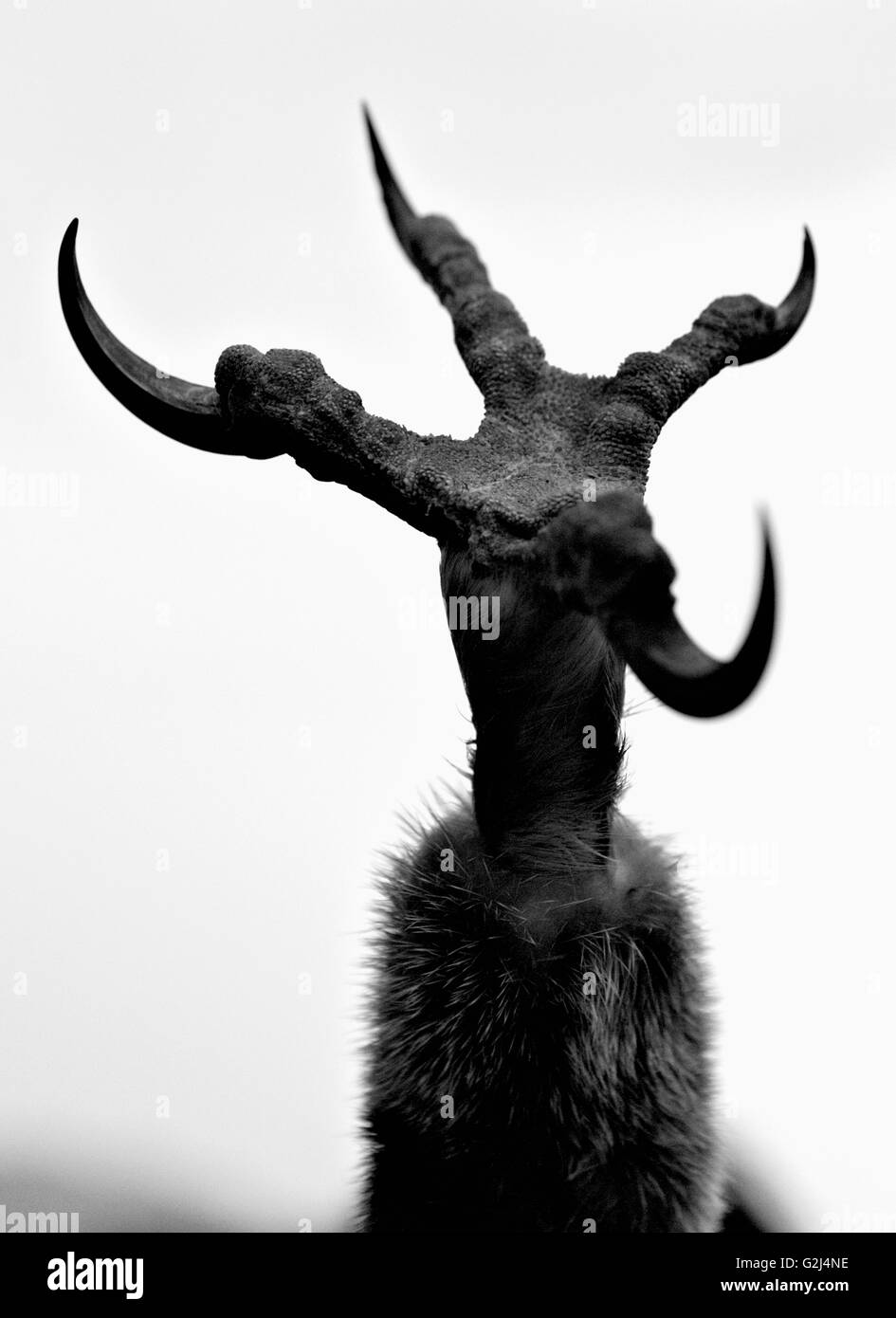 Eagle claws hi-res stock photography and images - Alamy