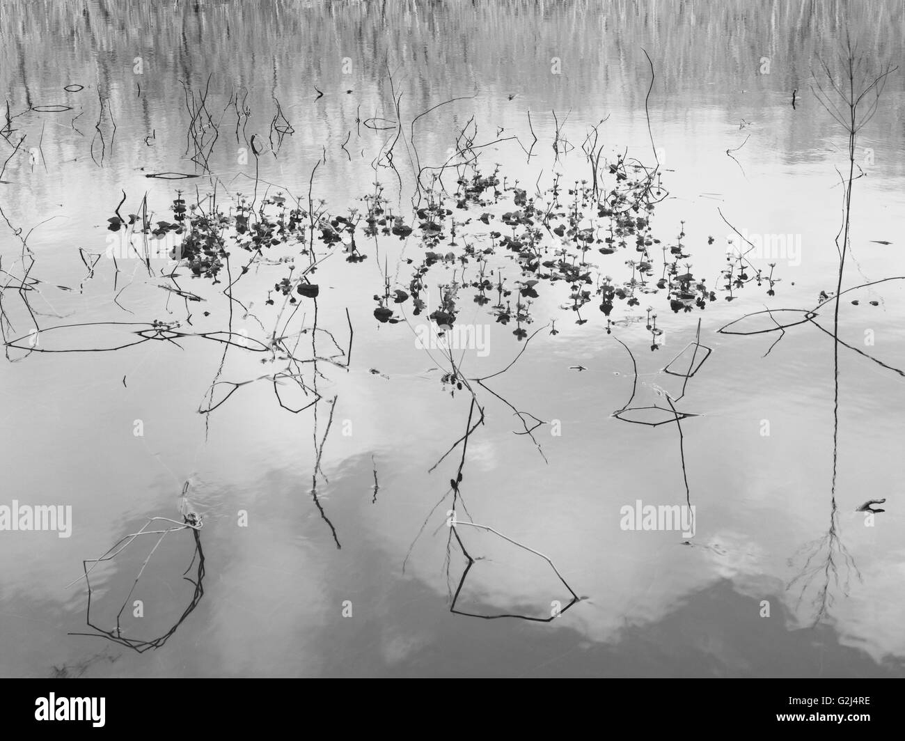 Water Reeds, Cong, County Mayo, Ireland Stock Photo - Alamy