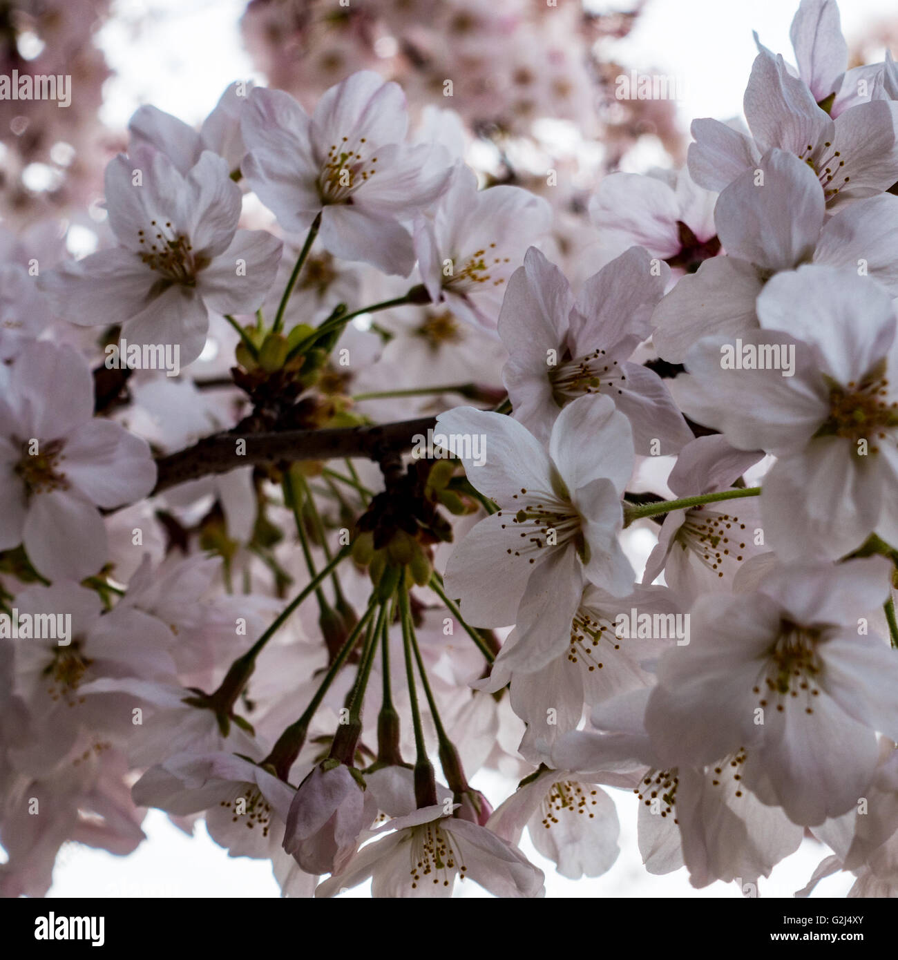 Cherry blossom in korea hi-res stock photography and images - Alamy