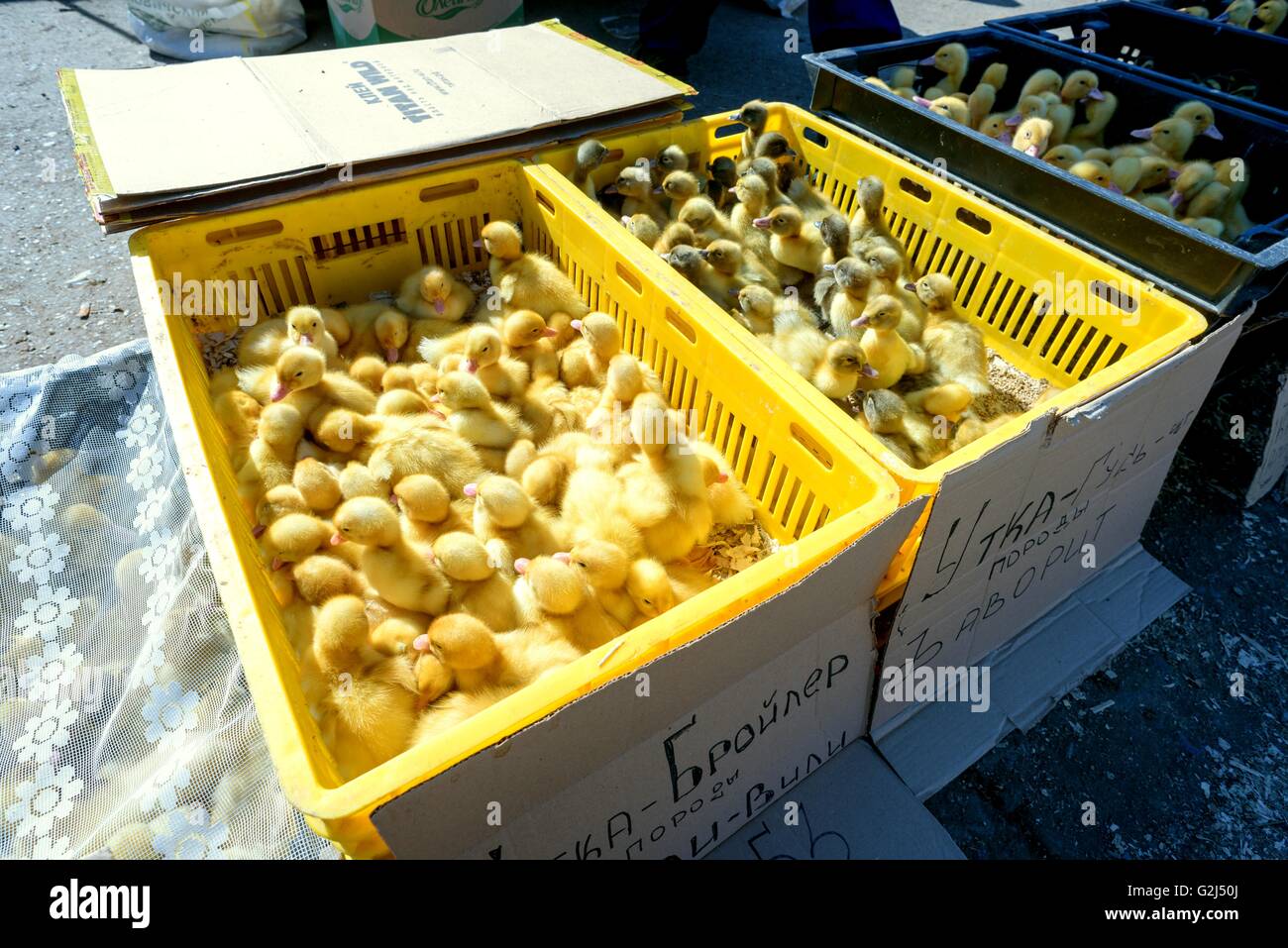 Chicks for sale hi-res stock photography and images - Alamy