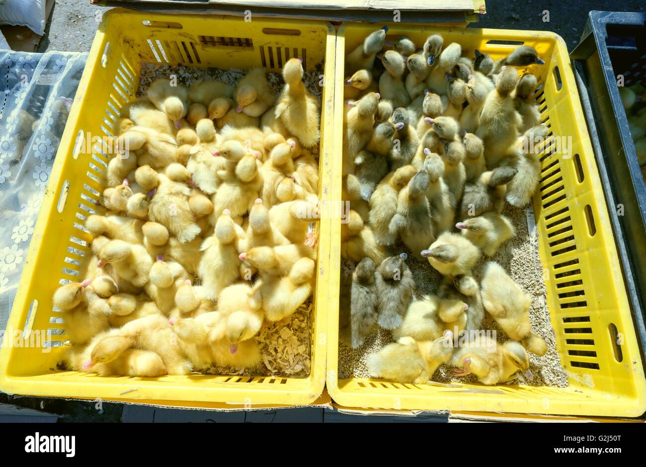 Young yellow broiler chicks for sale at a local market in Russia Stock ...