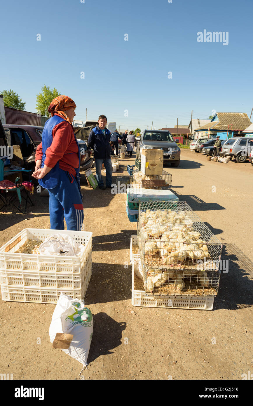 Young yellow broiler chicks for sale at a local market in Russia Stock ...