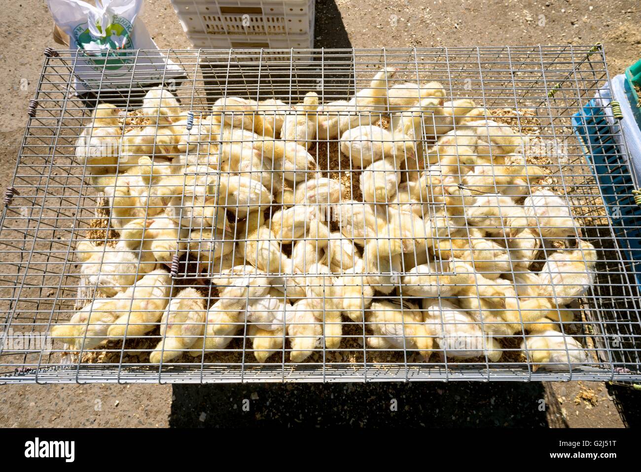 Broiler hi-res stock photography and images - Alamy