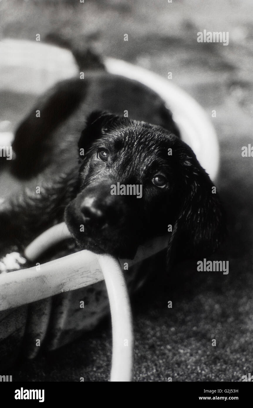 Puppy in Pool Stock Photo - Alamy