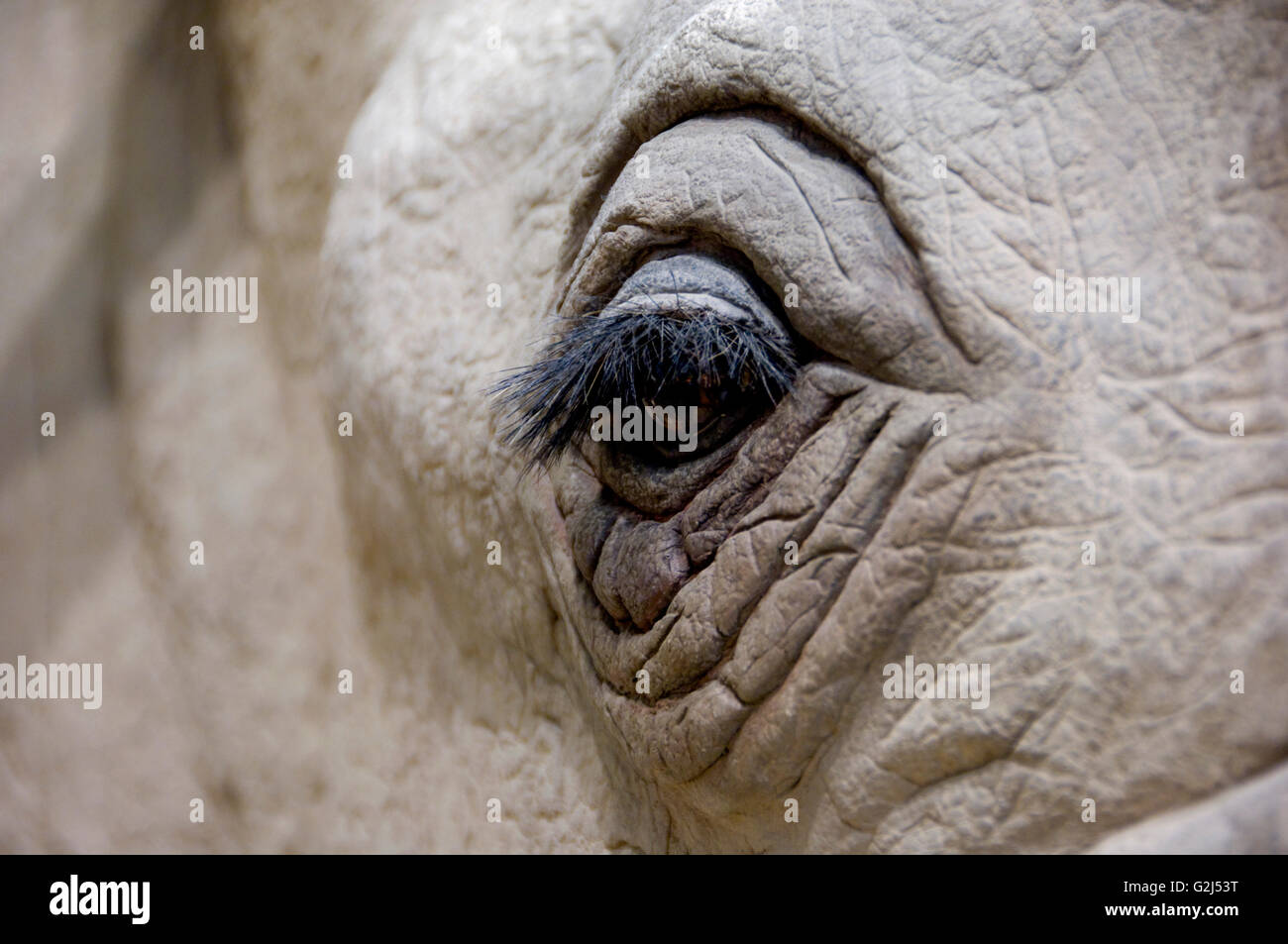 Elephants eyes hi-res stock photography and images - Alamy