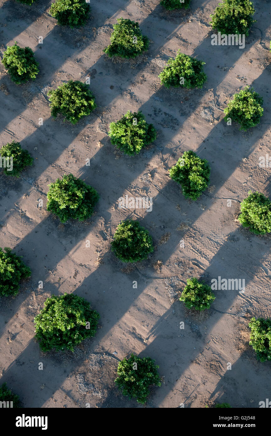 Orange grove california hi-res stock photography and images - Alamy