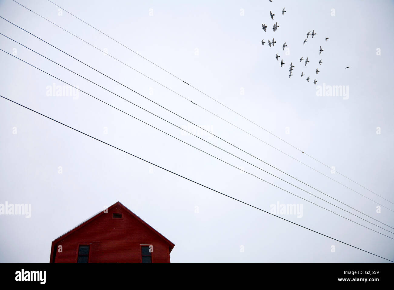Birds Flying Above House and Wires Stock Photo - Alamy