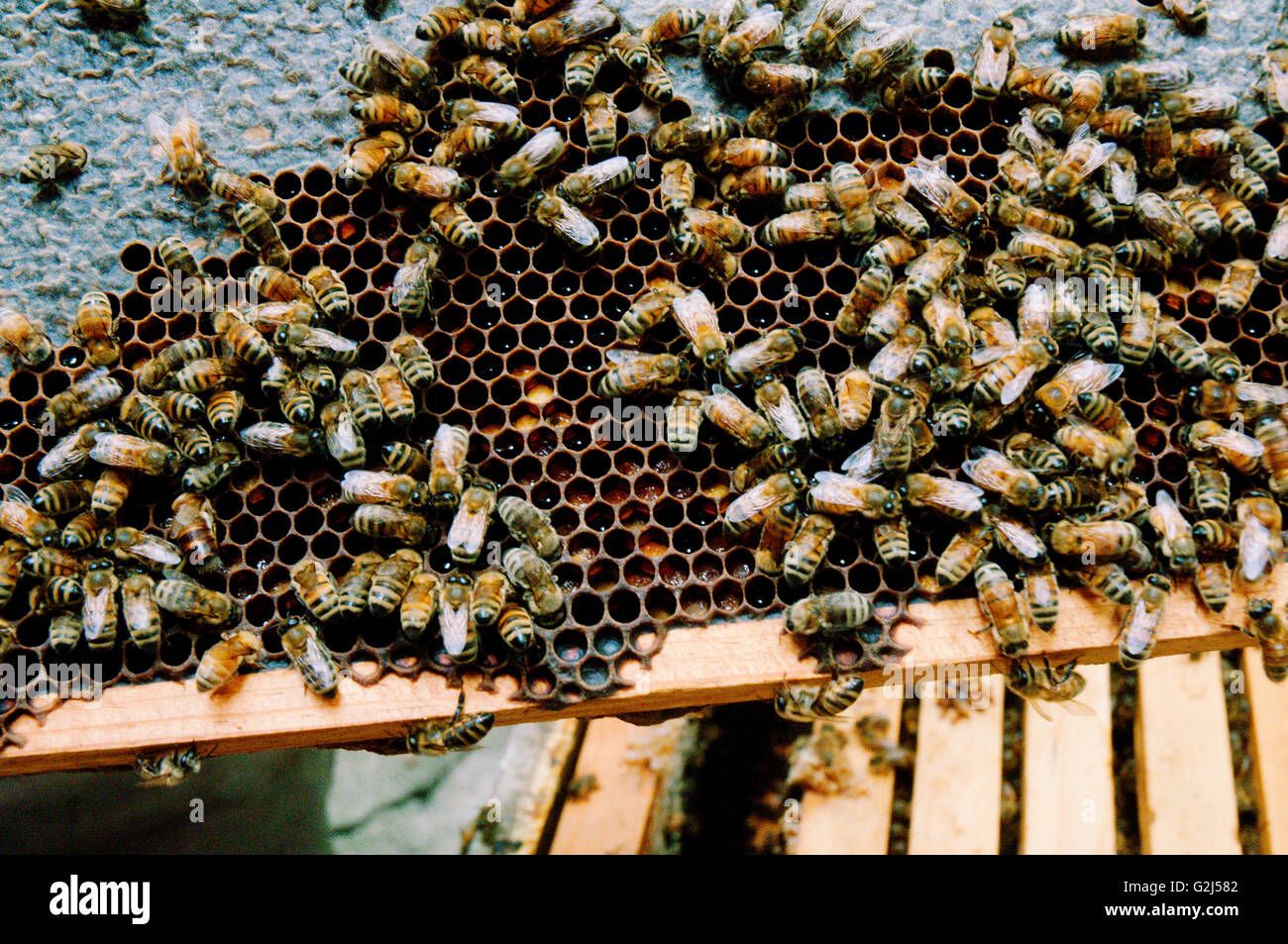 Honey Bees and Combs on Frame Stock Photo - Alamy