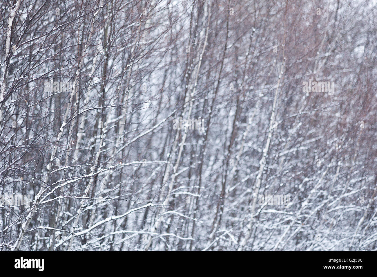 Snow on Thin Birch Trees in Winter Stock Photo - Alamy