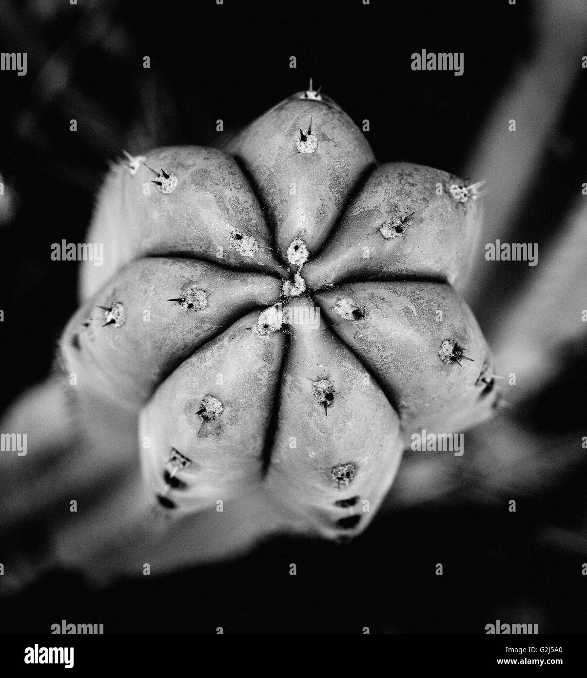Cactus plants Black and White Stock Photos & Images - Alamy