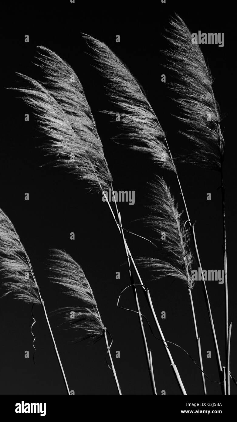 Tall Plant Stalks Stock Photo - Alamy