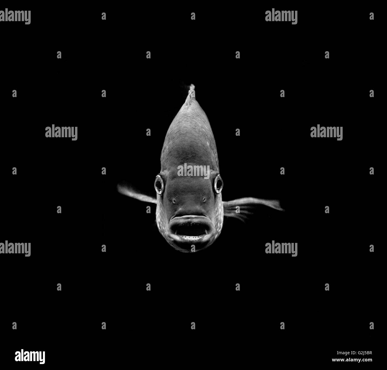 Lone fish hi-res stock photography and images - Alamy