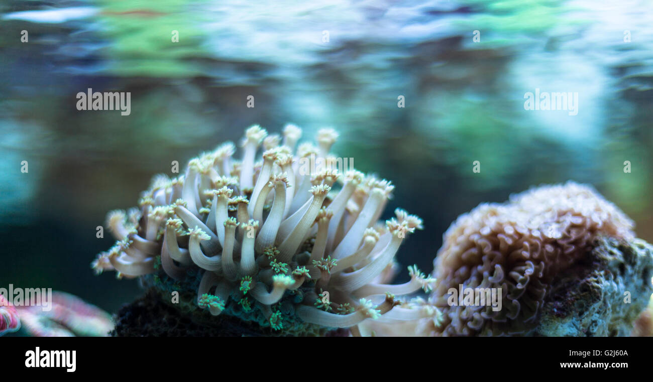 coral closeup vibrant color live underwater scene Stock Photo - Alamy