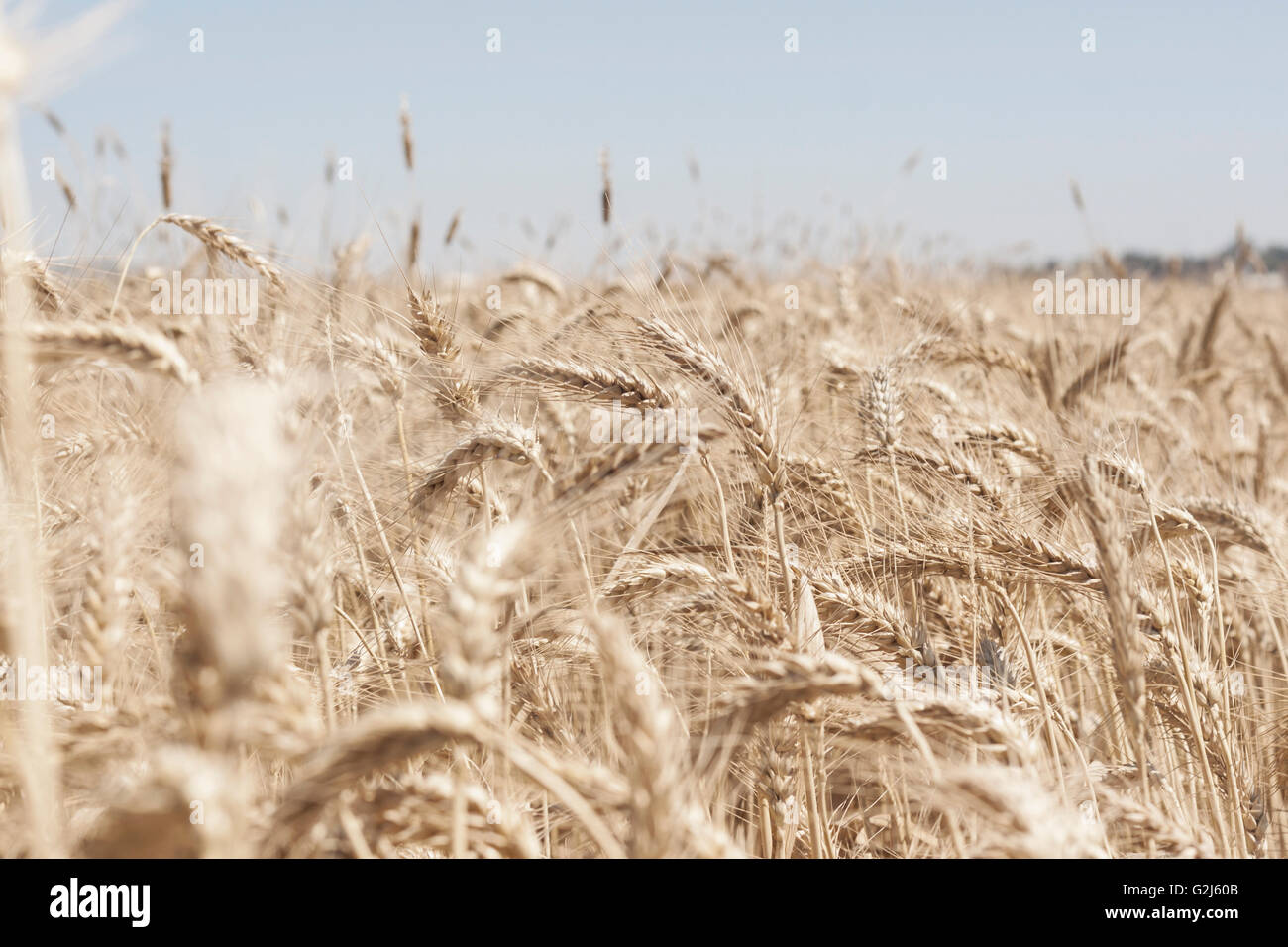 Wheat field with light colors Stock Photo - Alamy