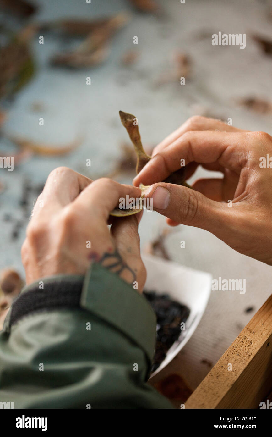 Seed collection, Hawaiian Legacy Hardwood, Kukaiau Ranch, Mauna Kea ...