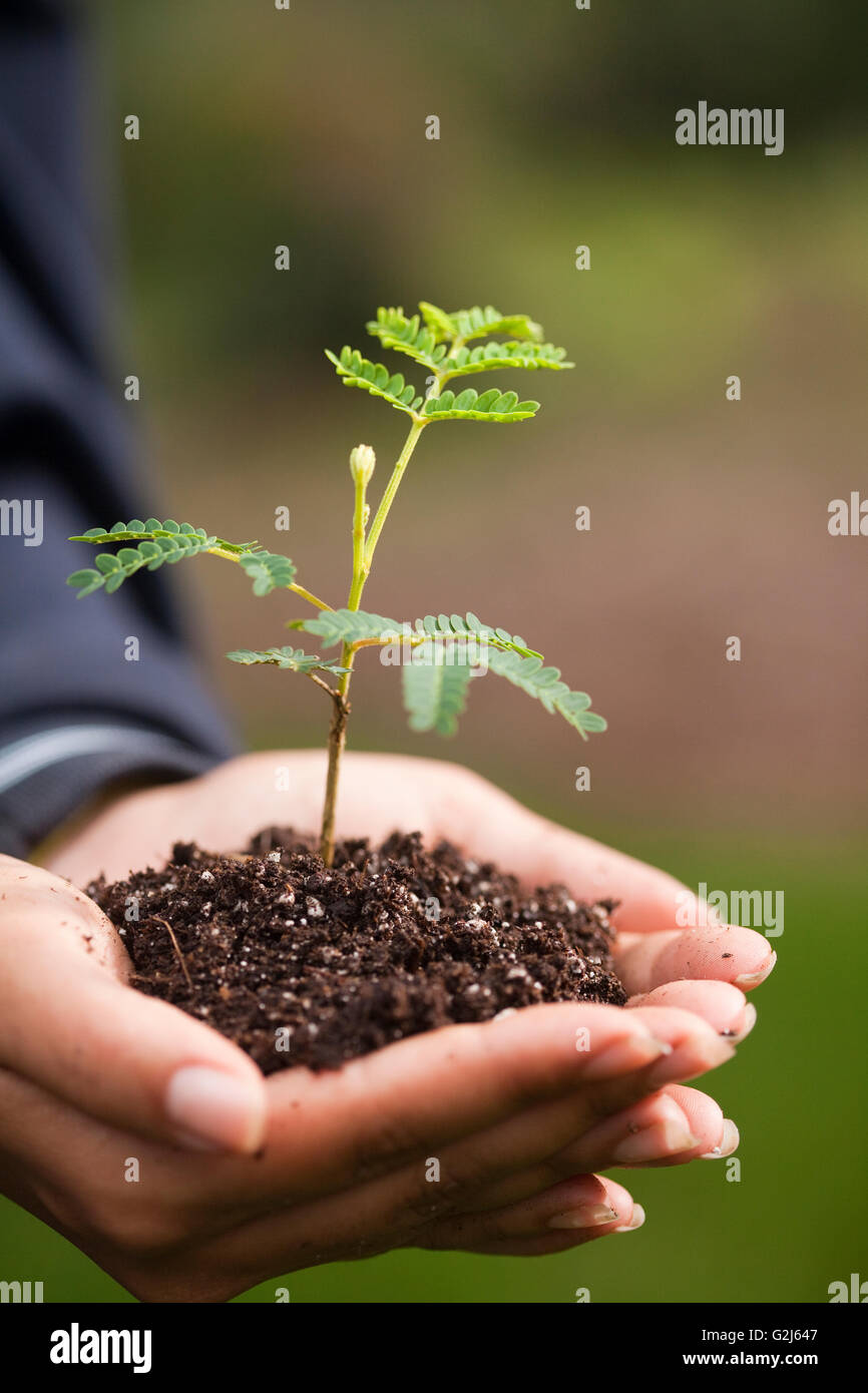 Seedling in cupped hands, Hawaiian Legacy Hardwood, Kukaiau Stock Photo ...