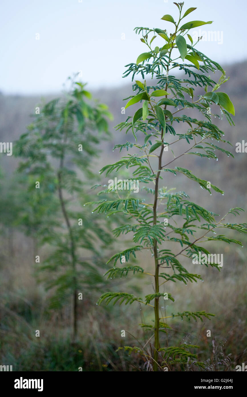 Field of out-planted Koa seedlings, Hawaiian Legacy Hardwood Stock ...