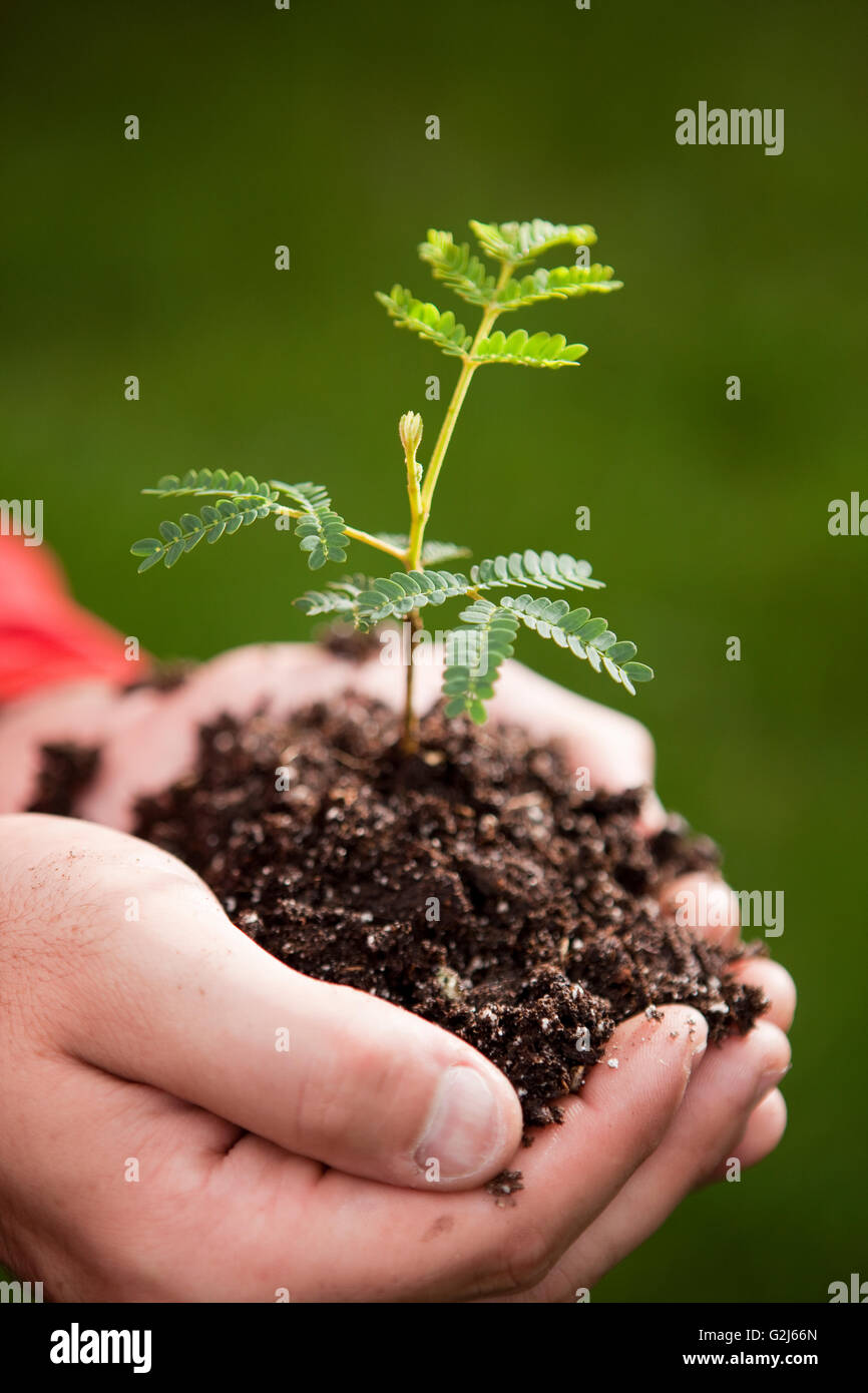 Kukaiau hi-res stock photography and images - Alamy