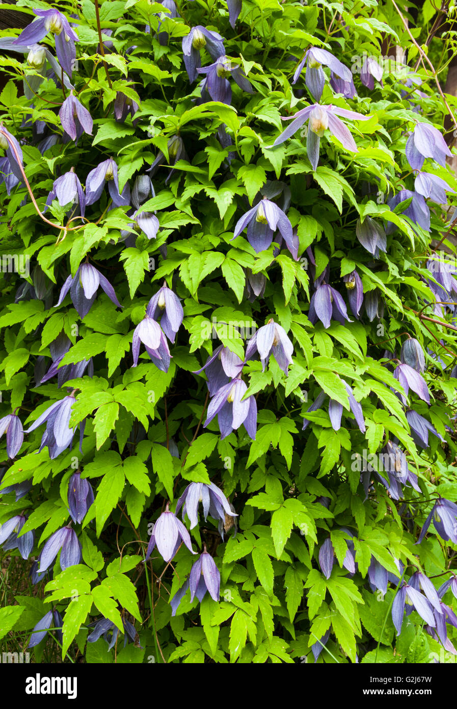 Alpine Clematis (Clematis alpina Stock Photo - Alamy