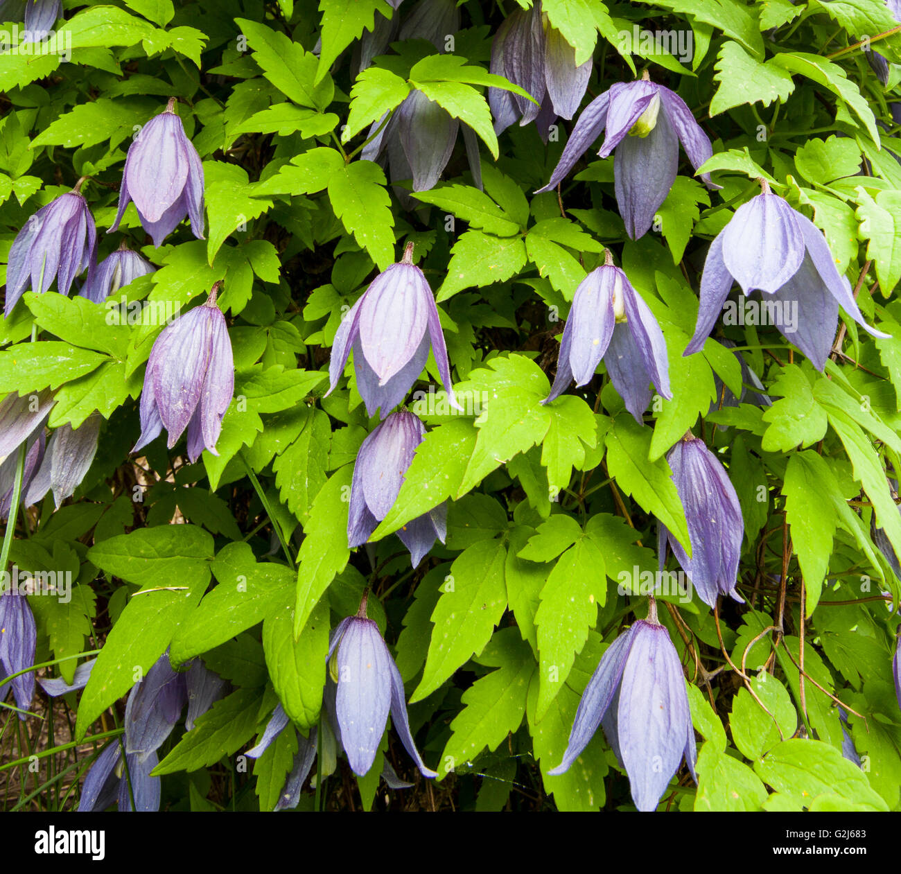 Alpine Clematis (Clematis alpina Stock Photo - Alamy