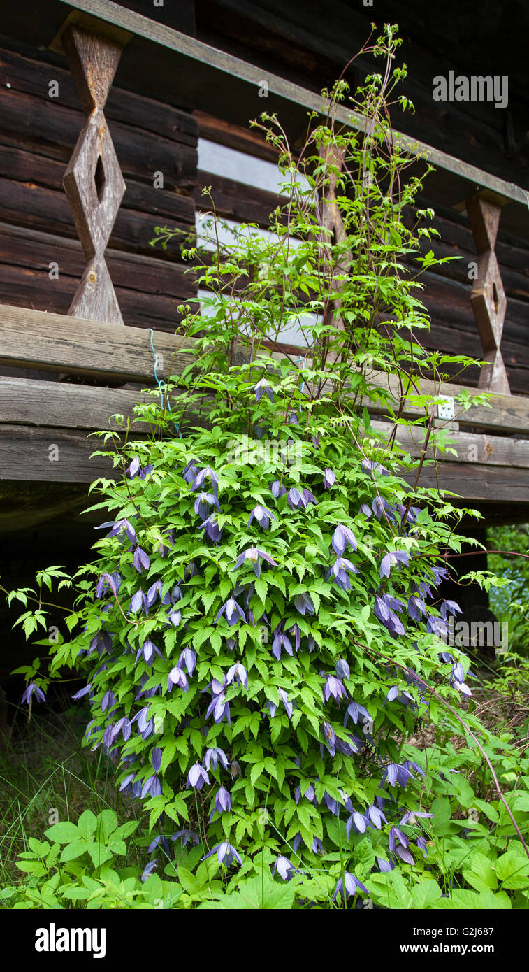 Clematis Alpina High Resolution Stock Photography and Images - Alamy