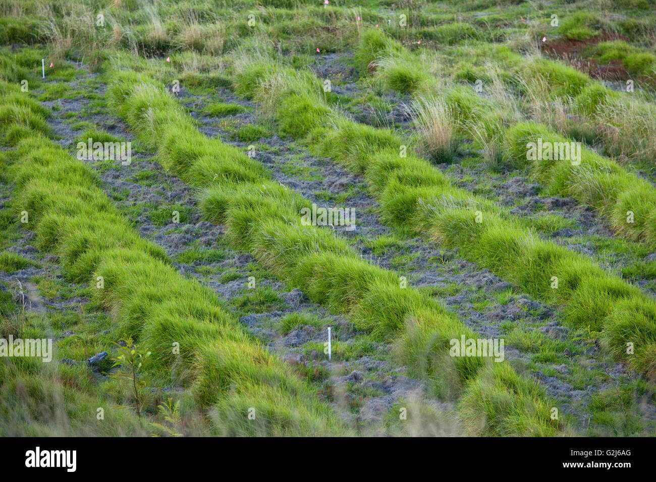 Field of out-planted Koa seedlings, Hawaiian Legacy Hardwood Stock ...